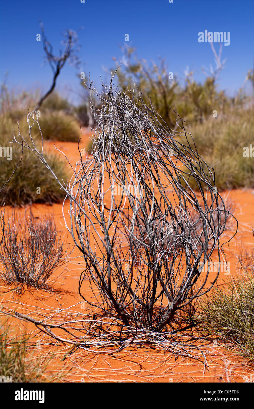 Outback with Spinifex Grass Stock Photo - Alamy