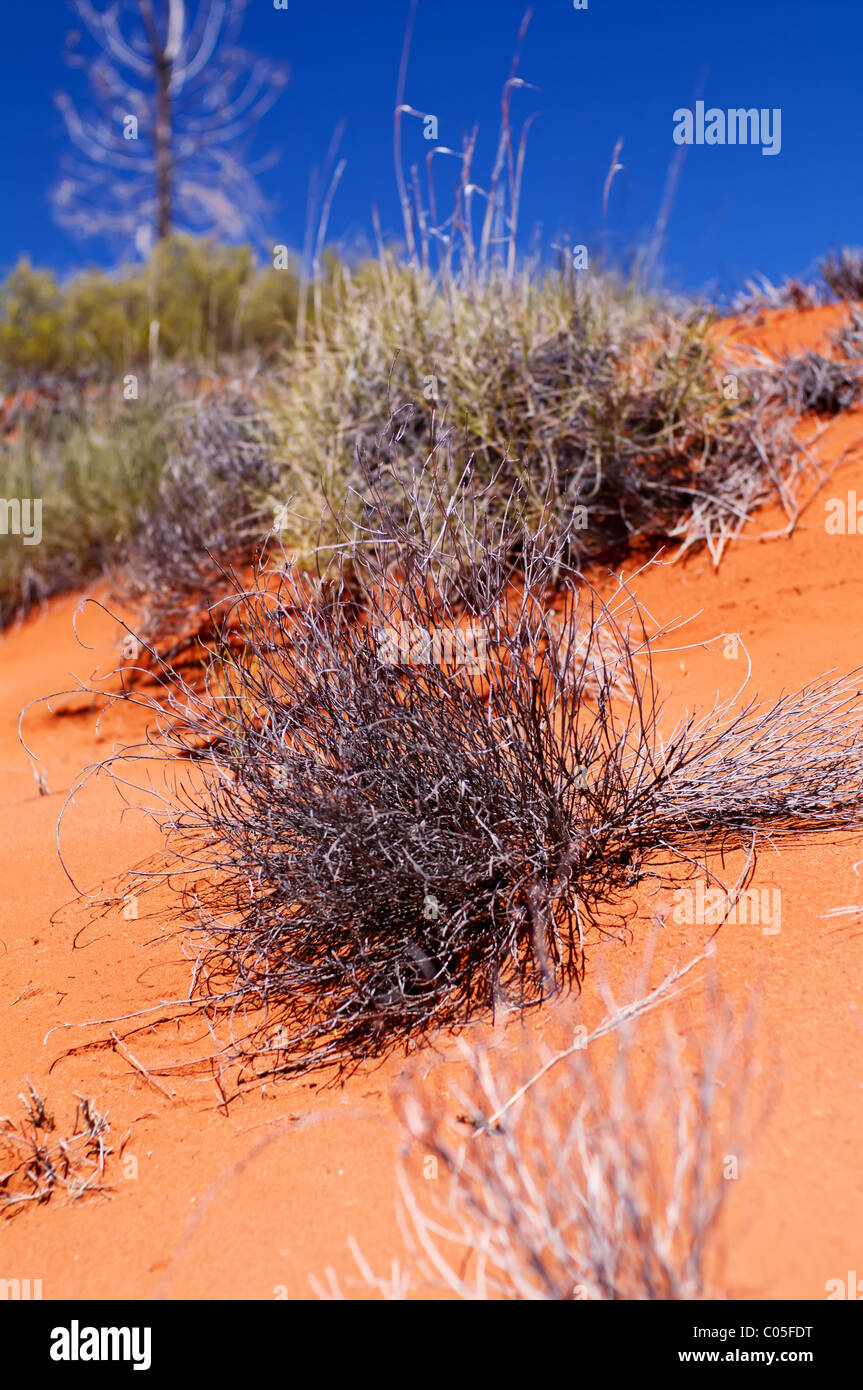 Outback with Spinifex Grass Stock Photo - Alamy