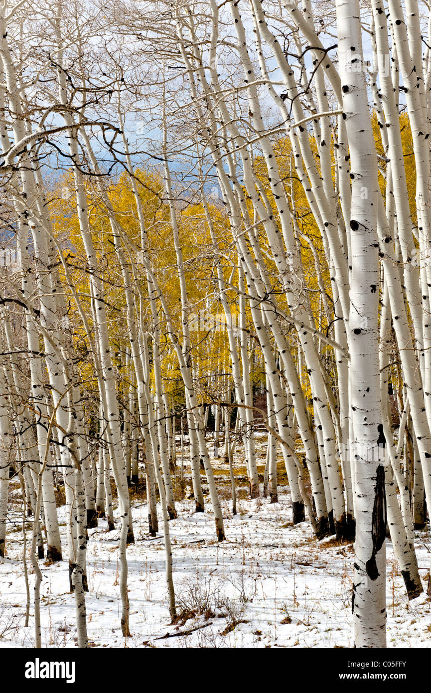 Sal Trees Stock Photos & Sal Trees Stock Images - Alamy