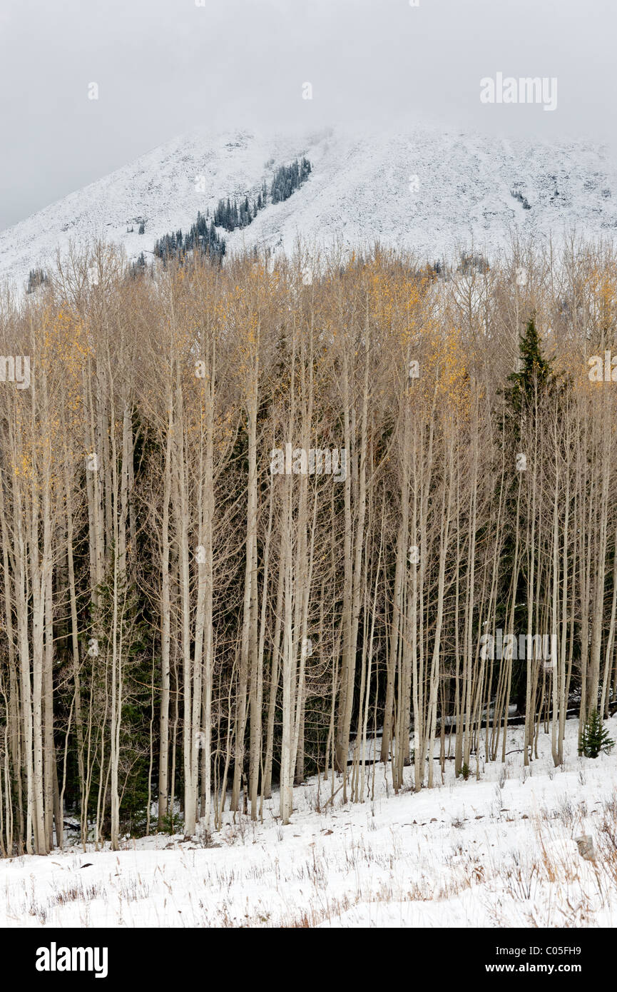 Road and aspen grove hi-res stock photography and images - Alamy