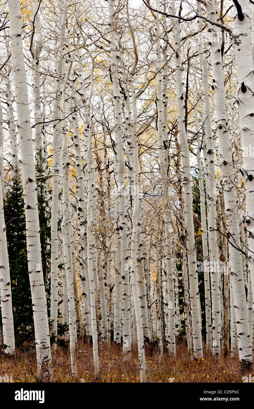 Grove of Aspen trees in late fall or autumn on the La Sal Mountains ...