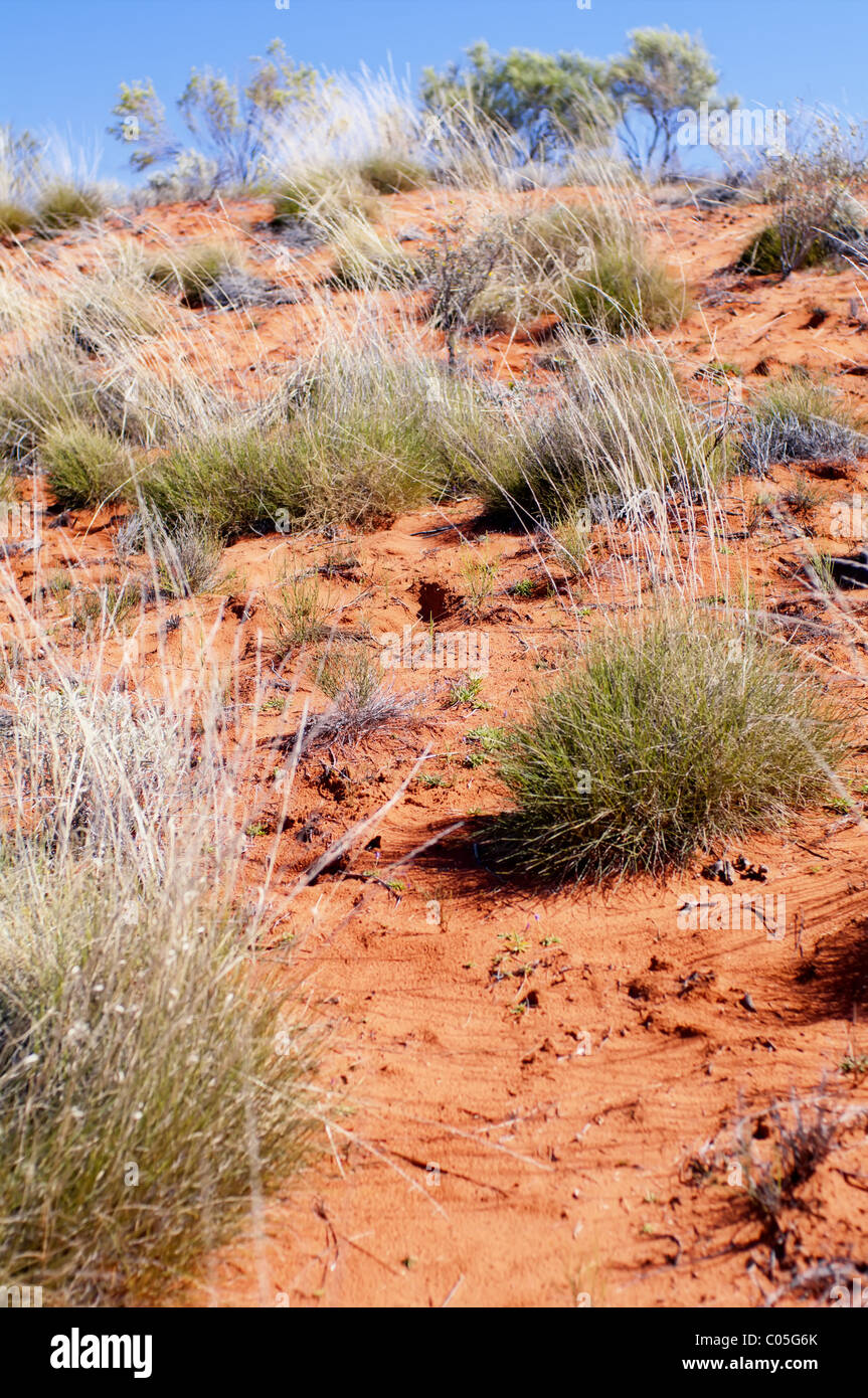 Outback with Spinifex Grass Stock Photo - Alamy
