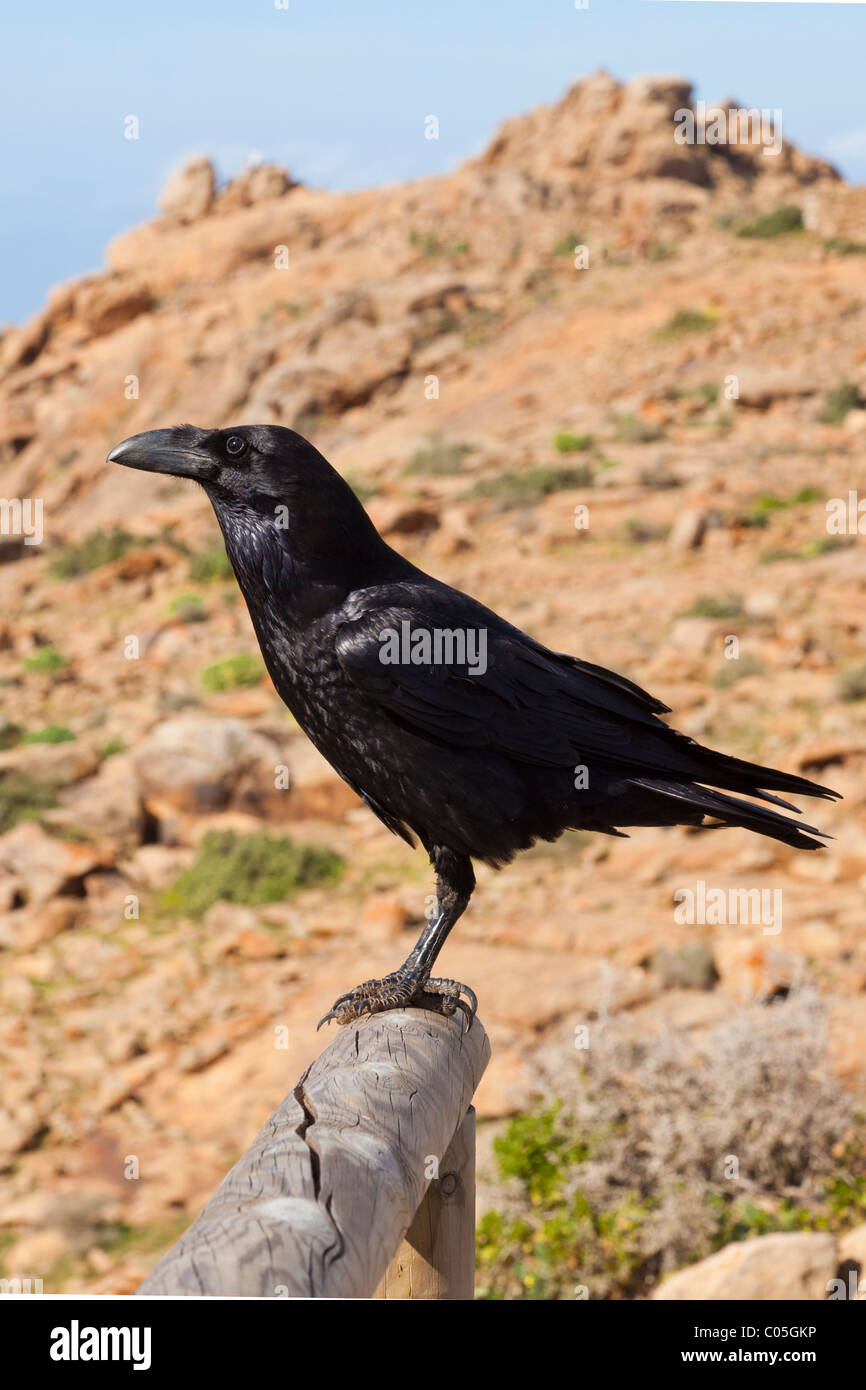 Raven islands hi-res stock photography and images - Alamy