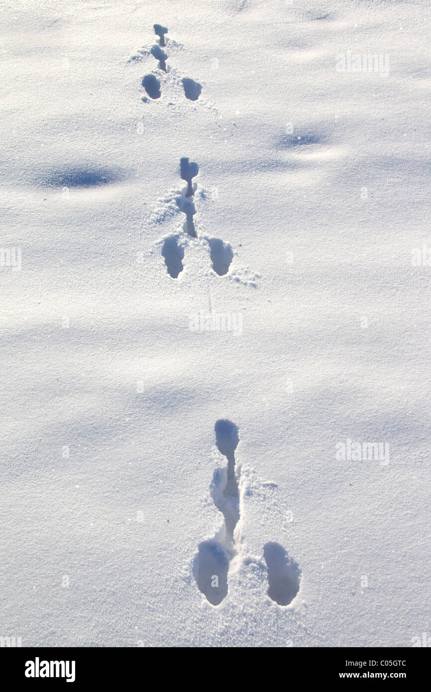 Footprint hare hi-res stock photography and images - Alamy