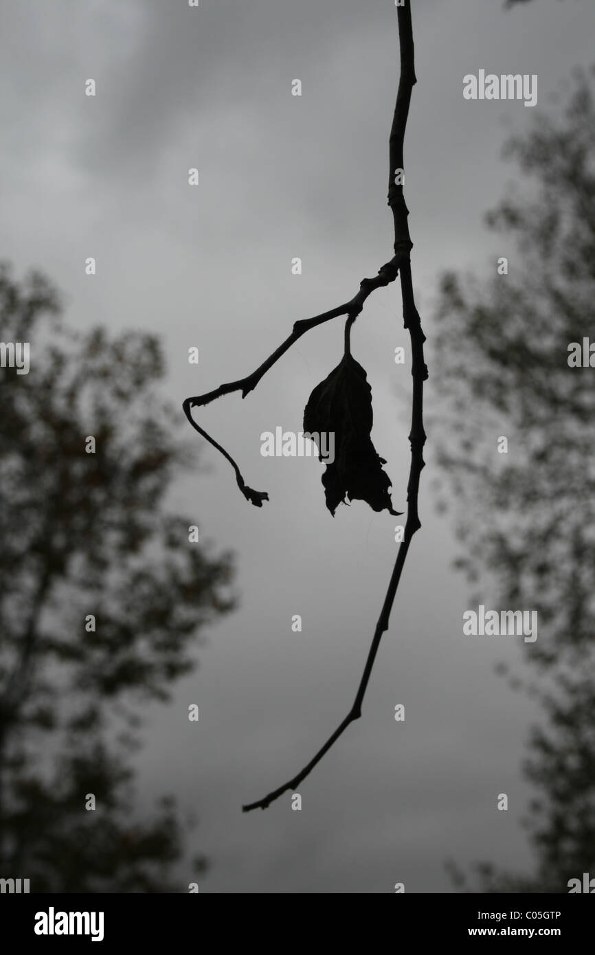 one last leaf on bare tree branches and moody sky Stock Photo - Alamy