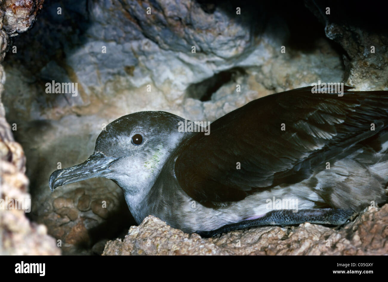 Manx Shearwater (Puffinus puffinus) nesting in cave, UK Stock Photo - Alamy