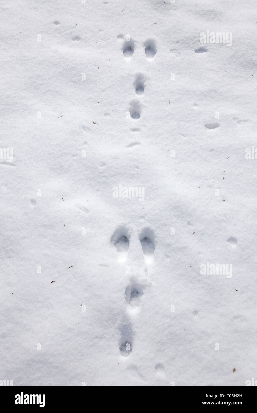 Rabbit footprint hi-res stock photography and images - Alamy