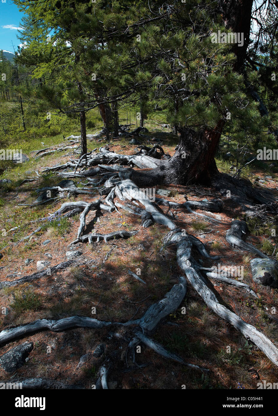 Taiga siberia view hi-res stock photography and images - Alamy