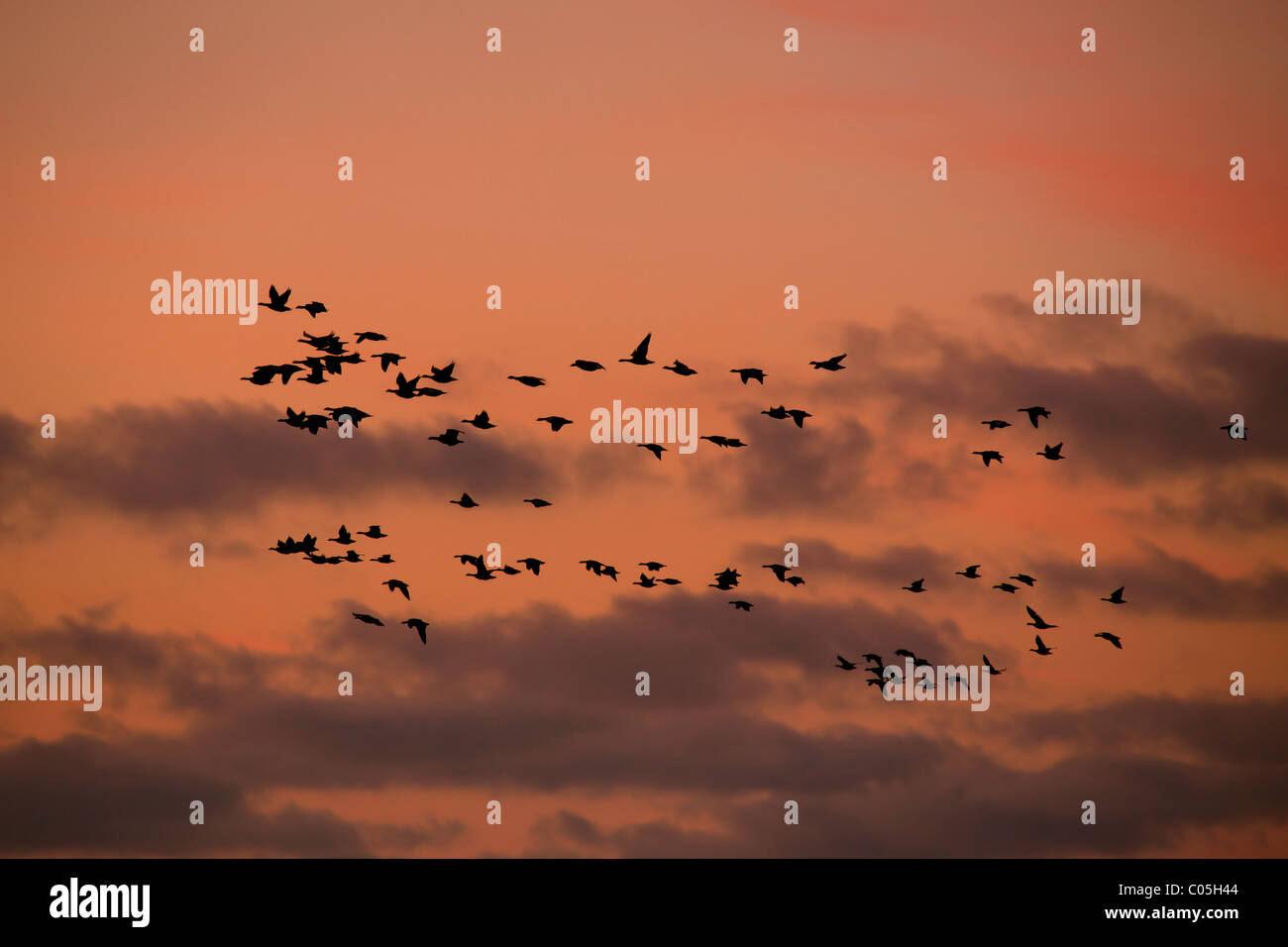 Flock brent geese flying hi-res stock photography and images - Alamy