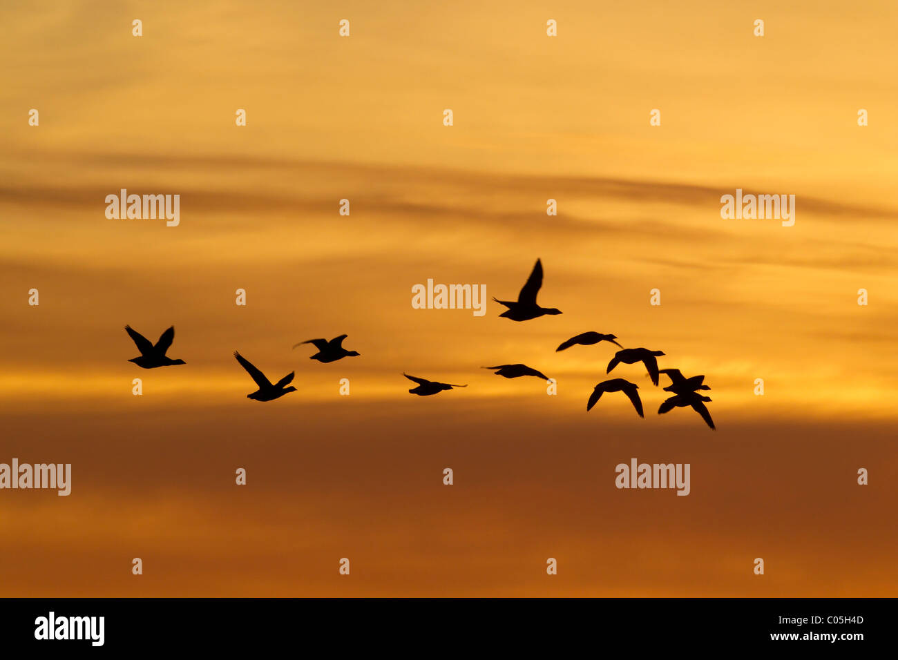 Flock brent geese flying hi-res stock photography and images - Alamy