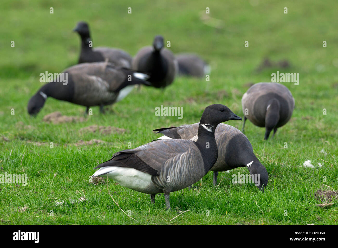 Brant geese bernicla flock in hi-res stock photography and images - Alamy