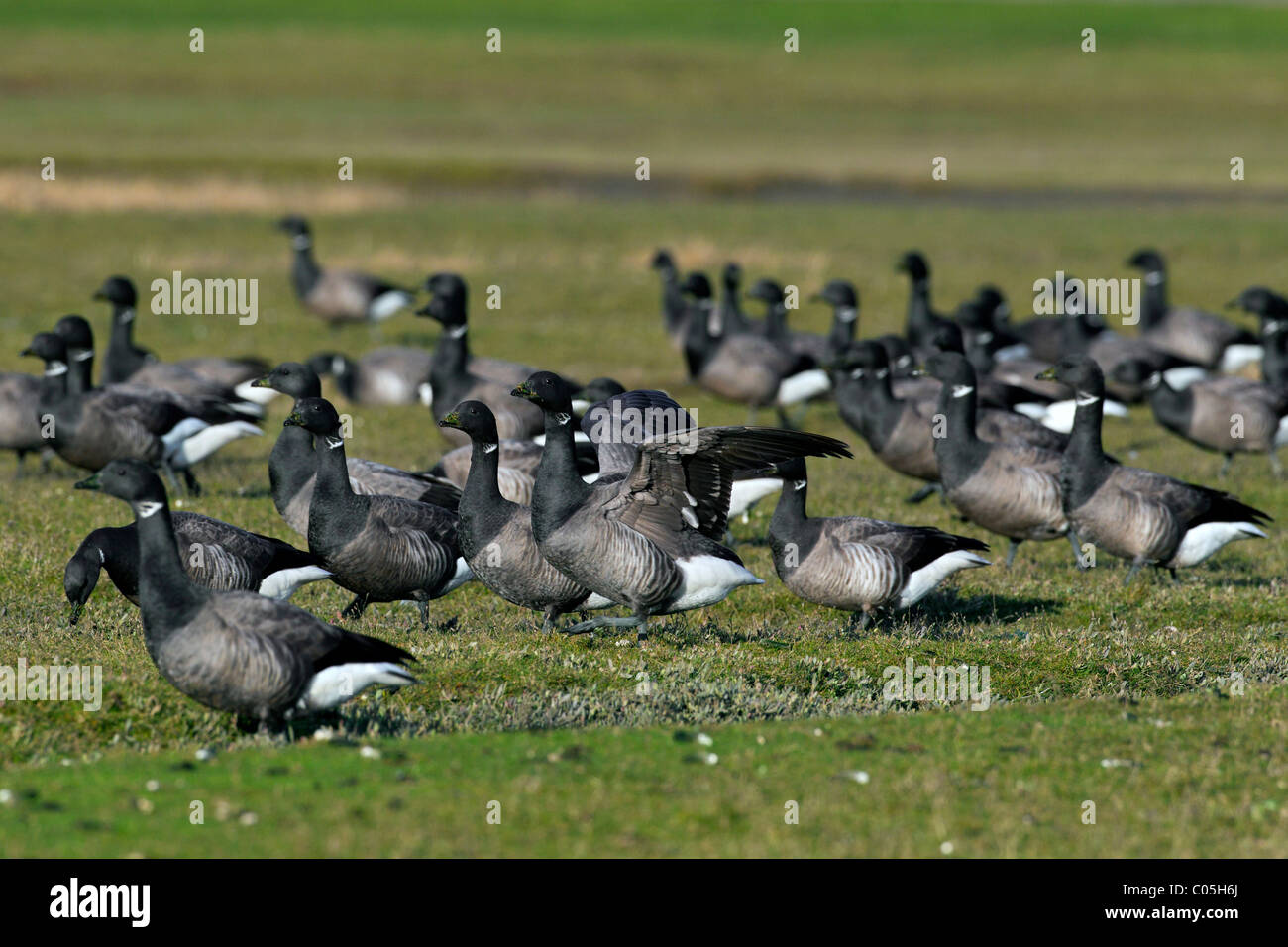 Marsh geese hi-res stock photography and images - Alamy