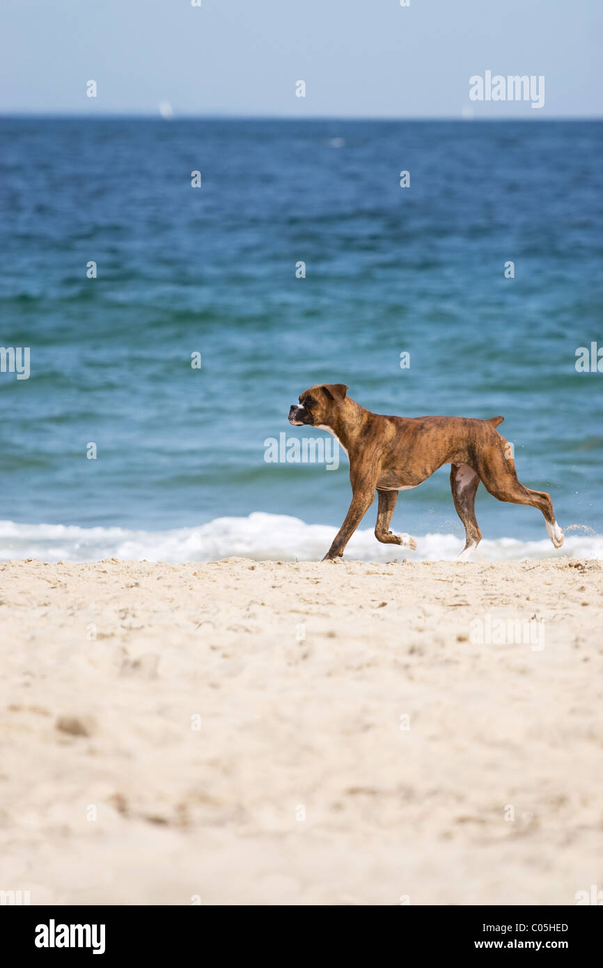 A cute purebred boxer dog running on the beach with plenty of copy ...