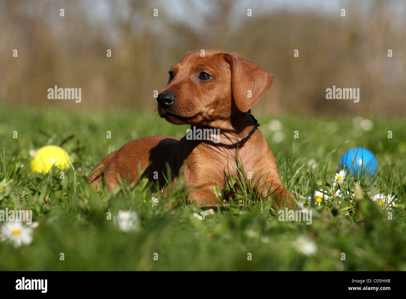 German Pinscher Puppy Stock Photo - Alamy
