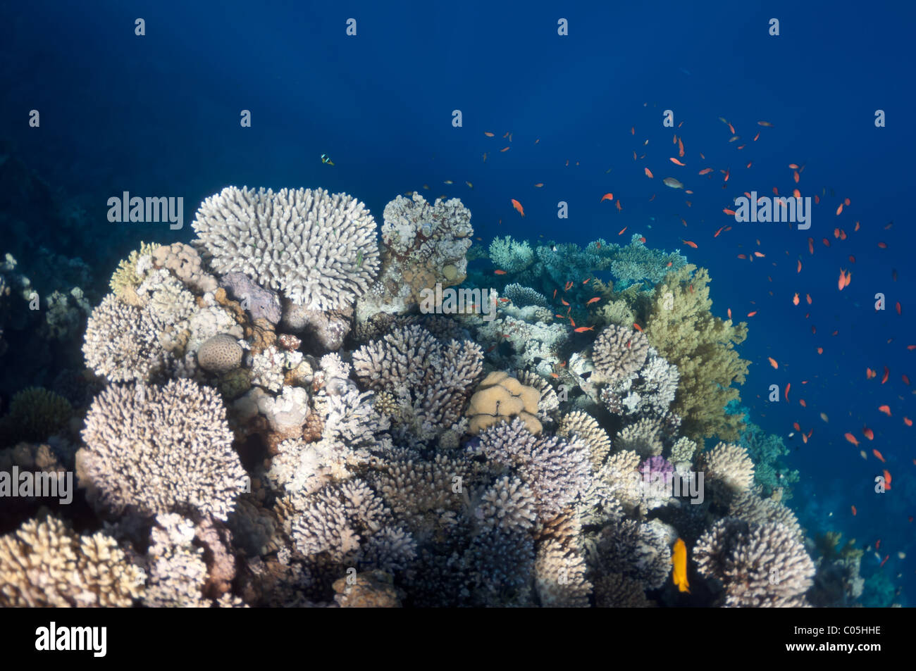 The picture shows the Red Sea coral reef near the city of Dahab, Egypt ...