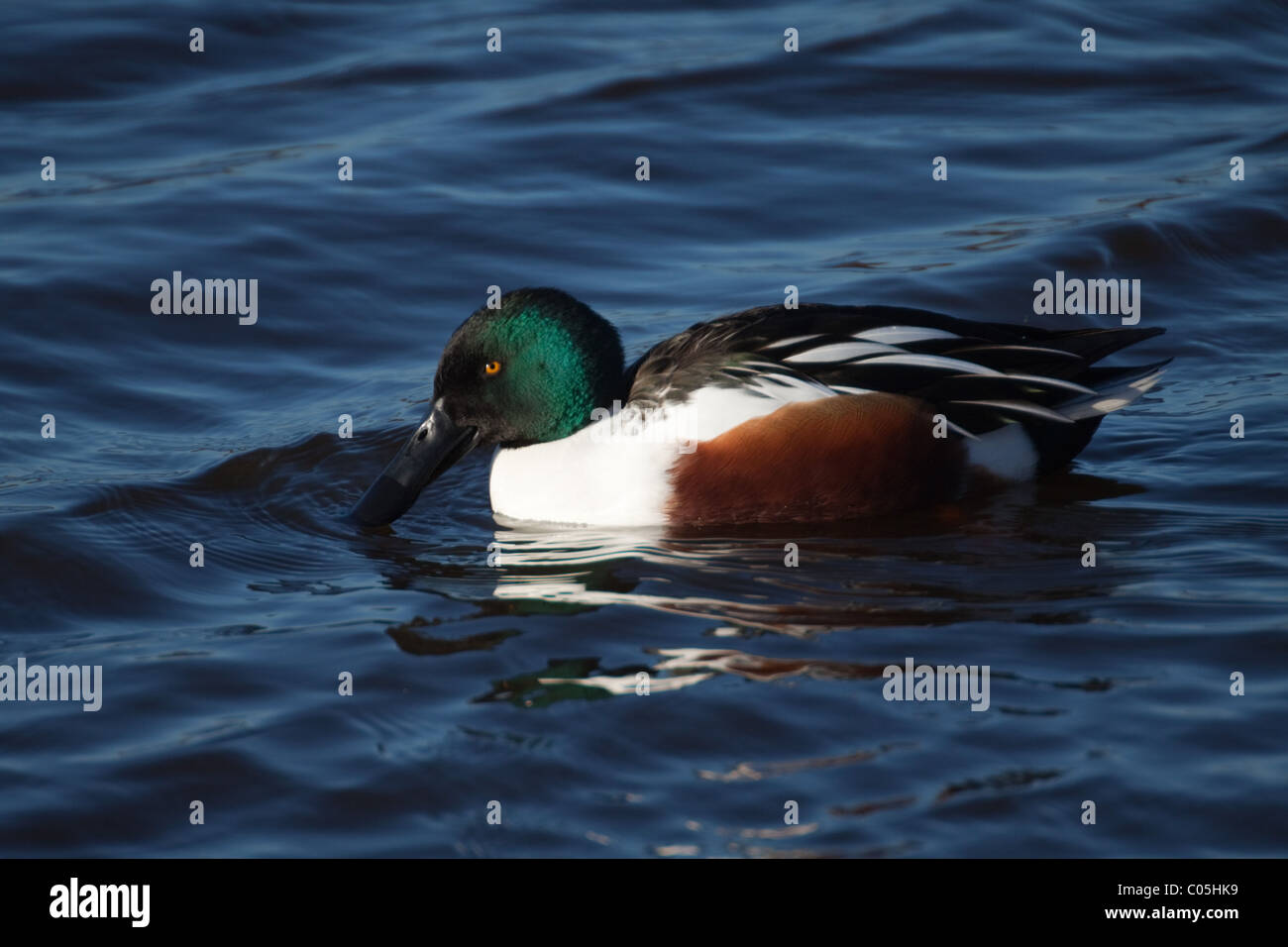 Shoveler duck hi-res stock photography and images - Alamy