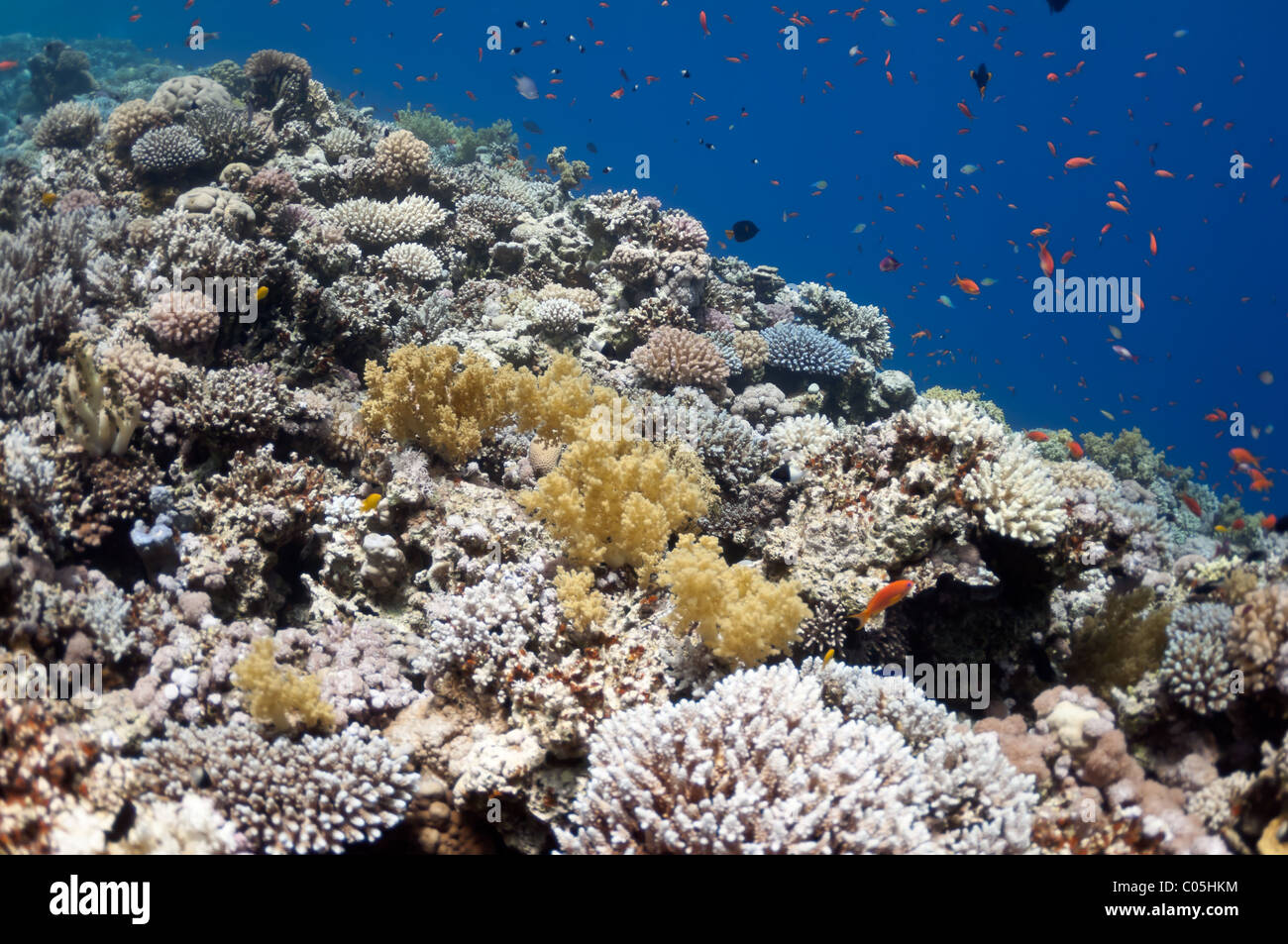 The picture shows the Red Sea coral reef near the city of Dahab, Egypt ...