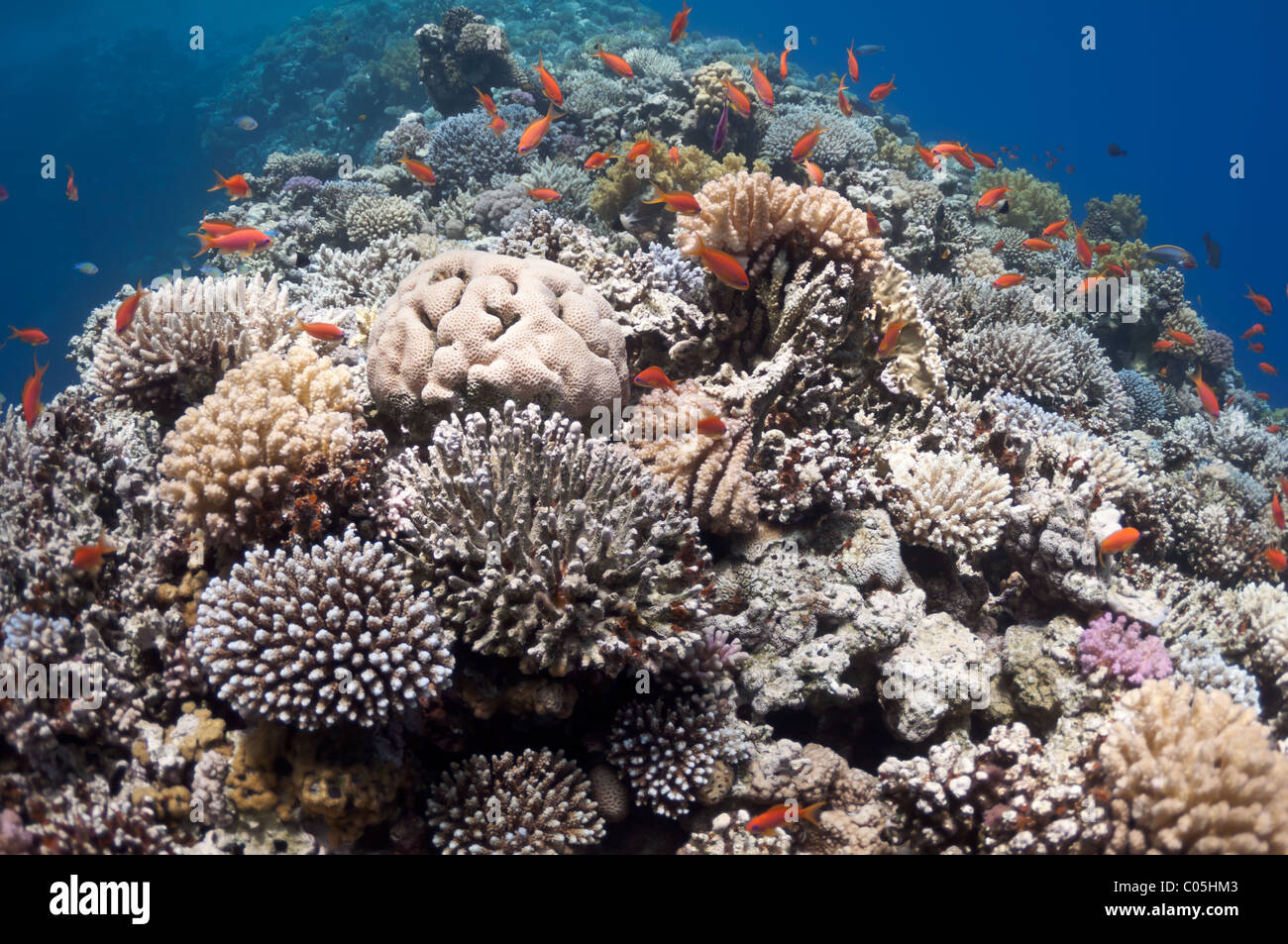 The picture shows the Red Sea coral reef near the city of Dahab, Egypt ...