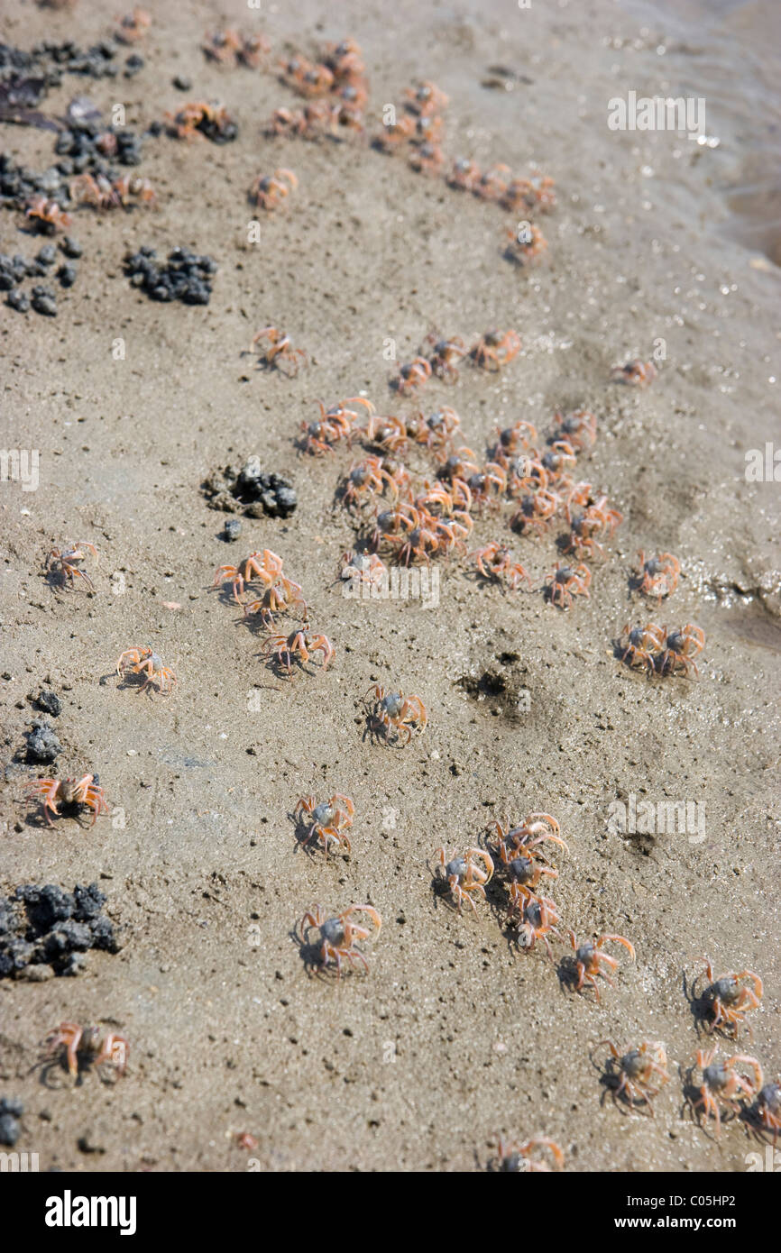 Crawling crabs hi-res stock photography and images - Alamy
