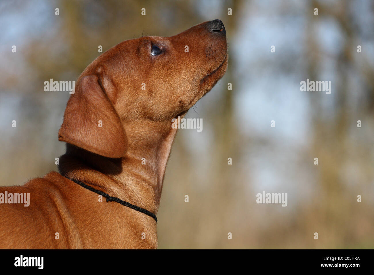 German Pinscher Puppy Stock Photo - Alamy