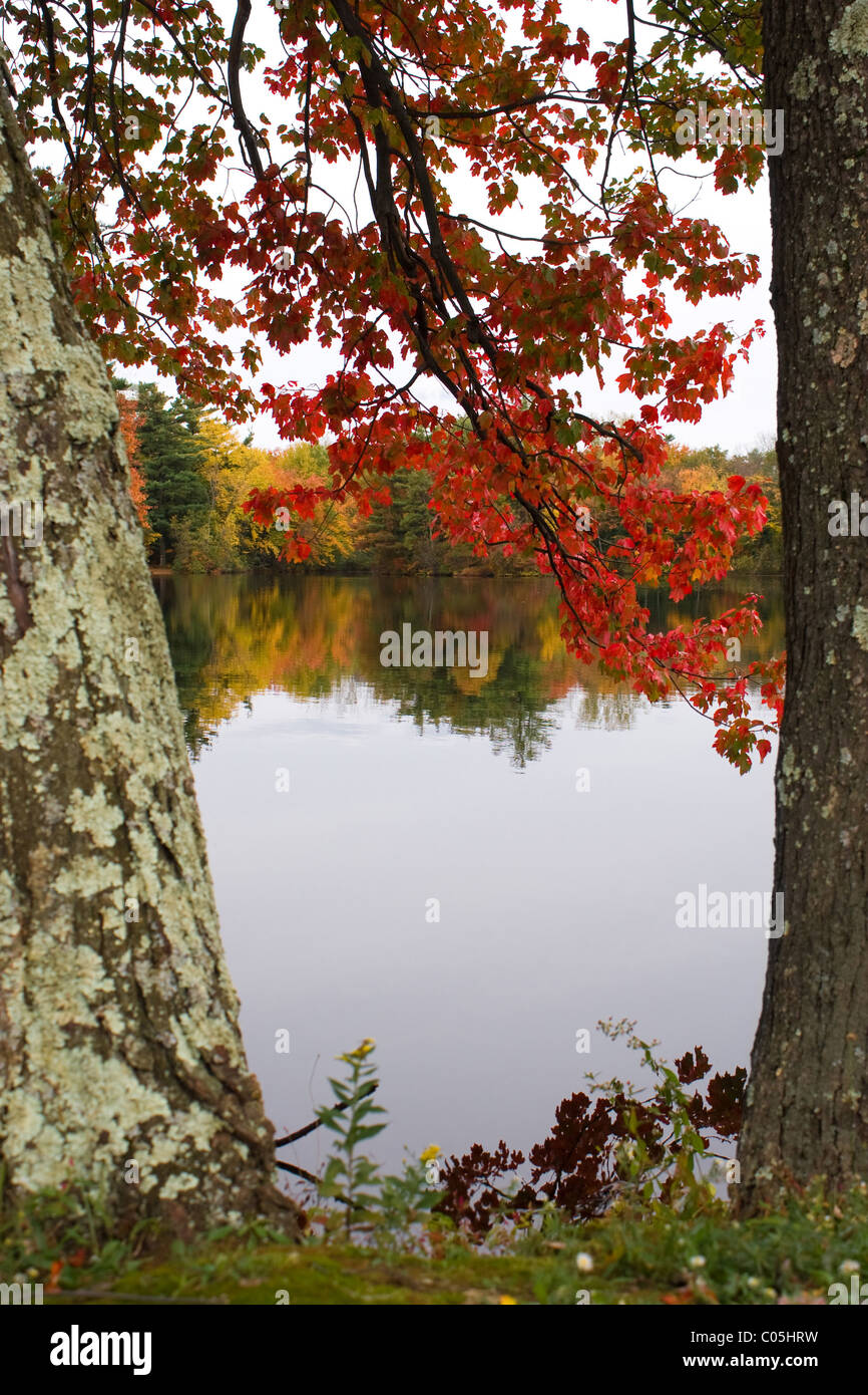 A gorgeous autumn scene with a lake and trees showing the bright colors ...