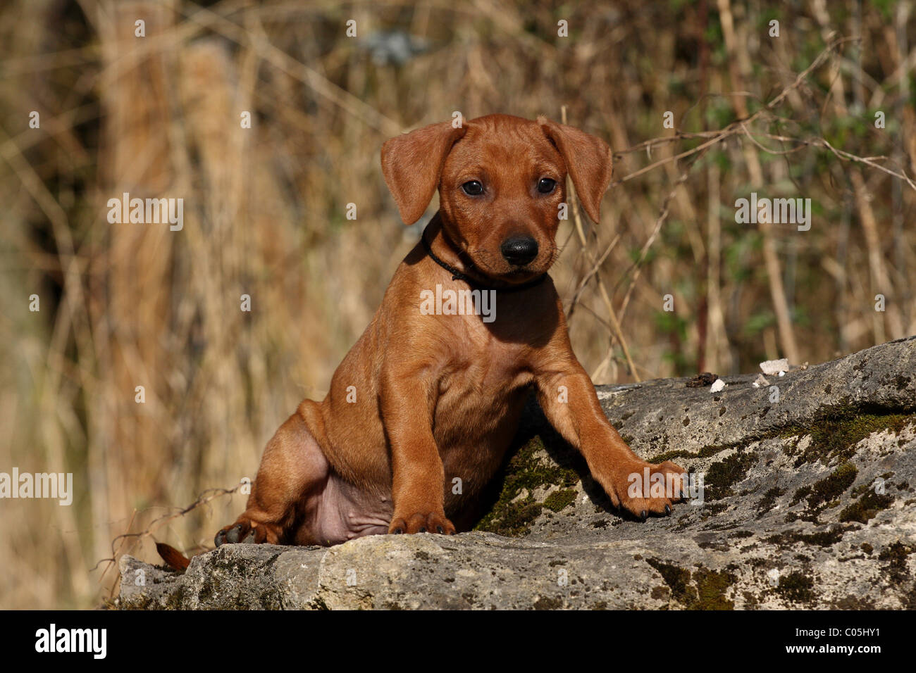 German Pinscher Puppy Stock Photo - Alamy