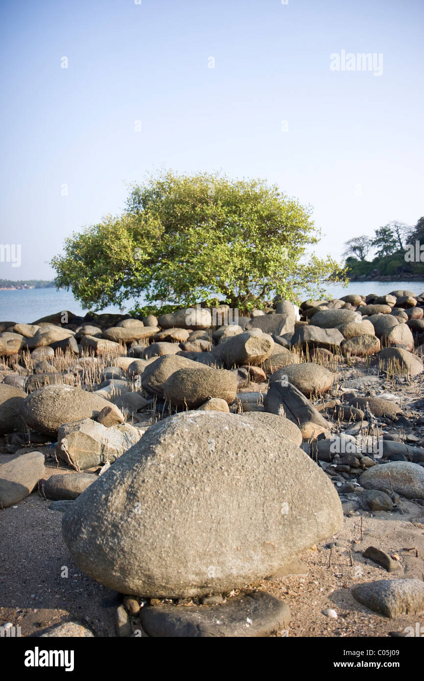 Rock split by tree roots hi-res stock photography and images - Alamy