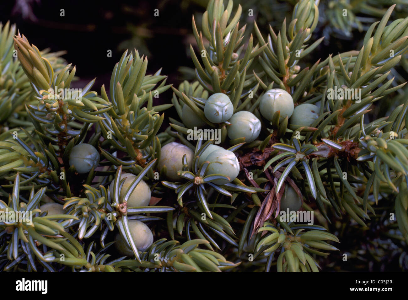 Juniper Berries on Dwarf Juniper aka Common Juniper (Juniperus communis ...