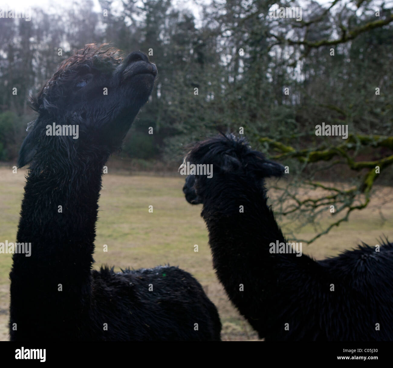 UK -- Scotland -- 2011. Alpacas. Picture: Russell Sneddon | TheScribe ...