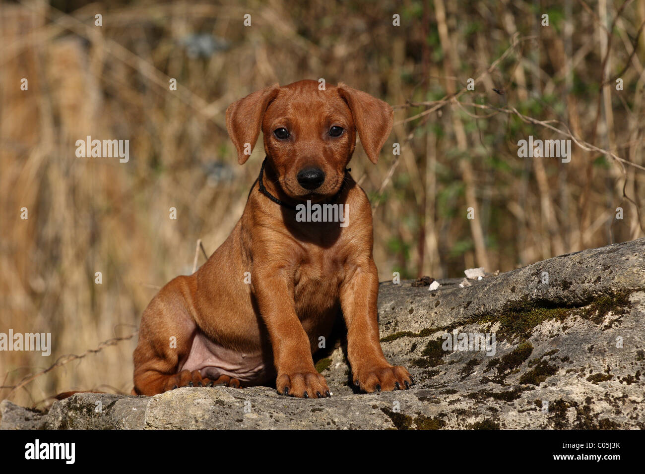 German Pinscher Puppy Stock Photo - Alamy