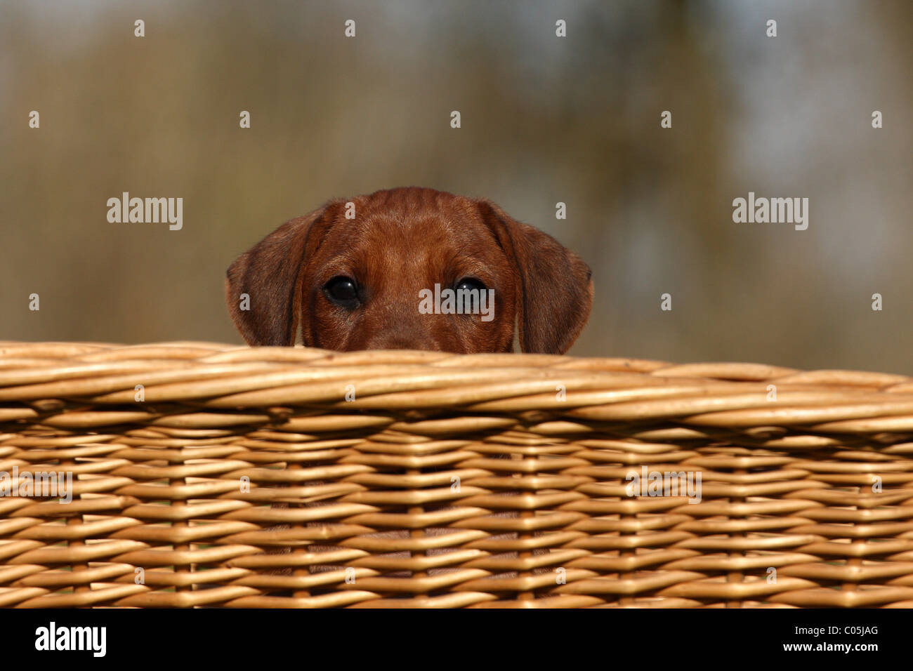 German Pinscher Puppy Stock Photo - Alamy