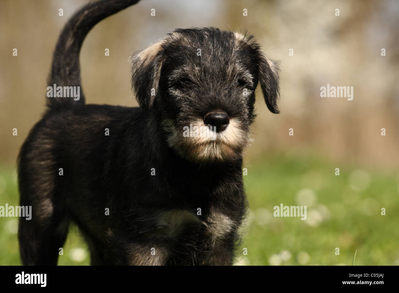Middle schnauzer hi-res stock photography and images - Alamy