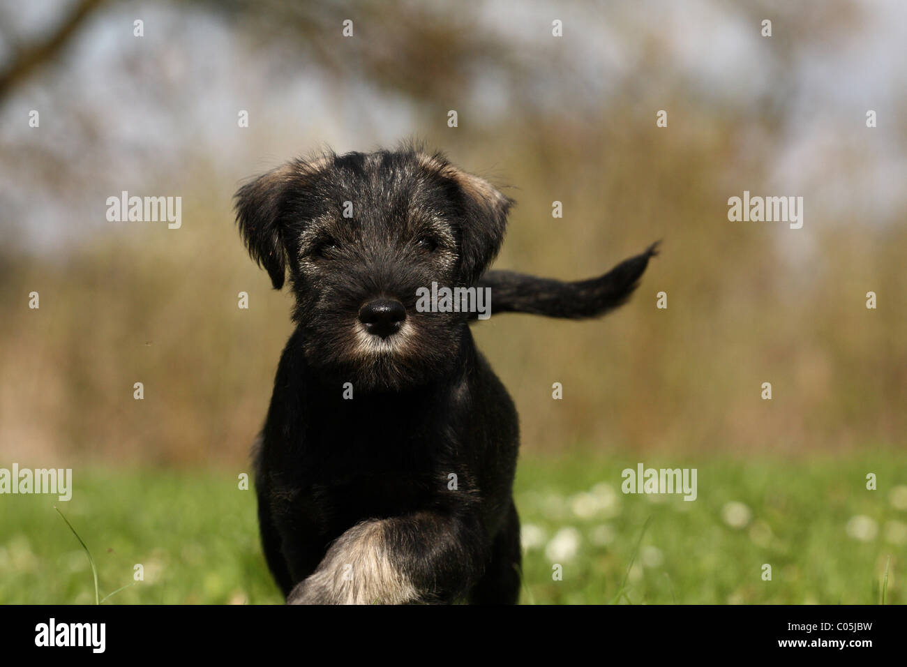Middle schnauzer hi-res stock photography and images - Alamy
