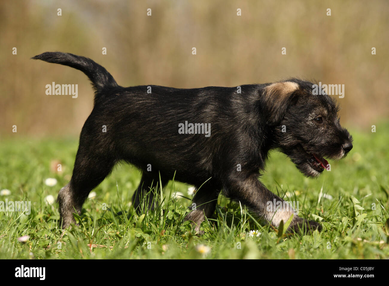 Side profile schnauzer hi-res stock photography and images - Alamy