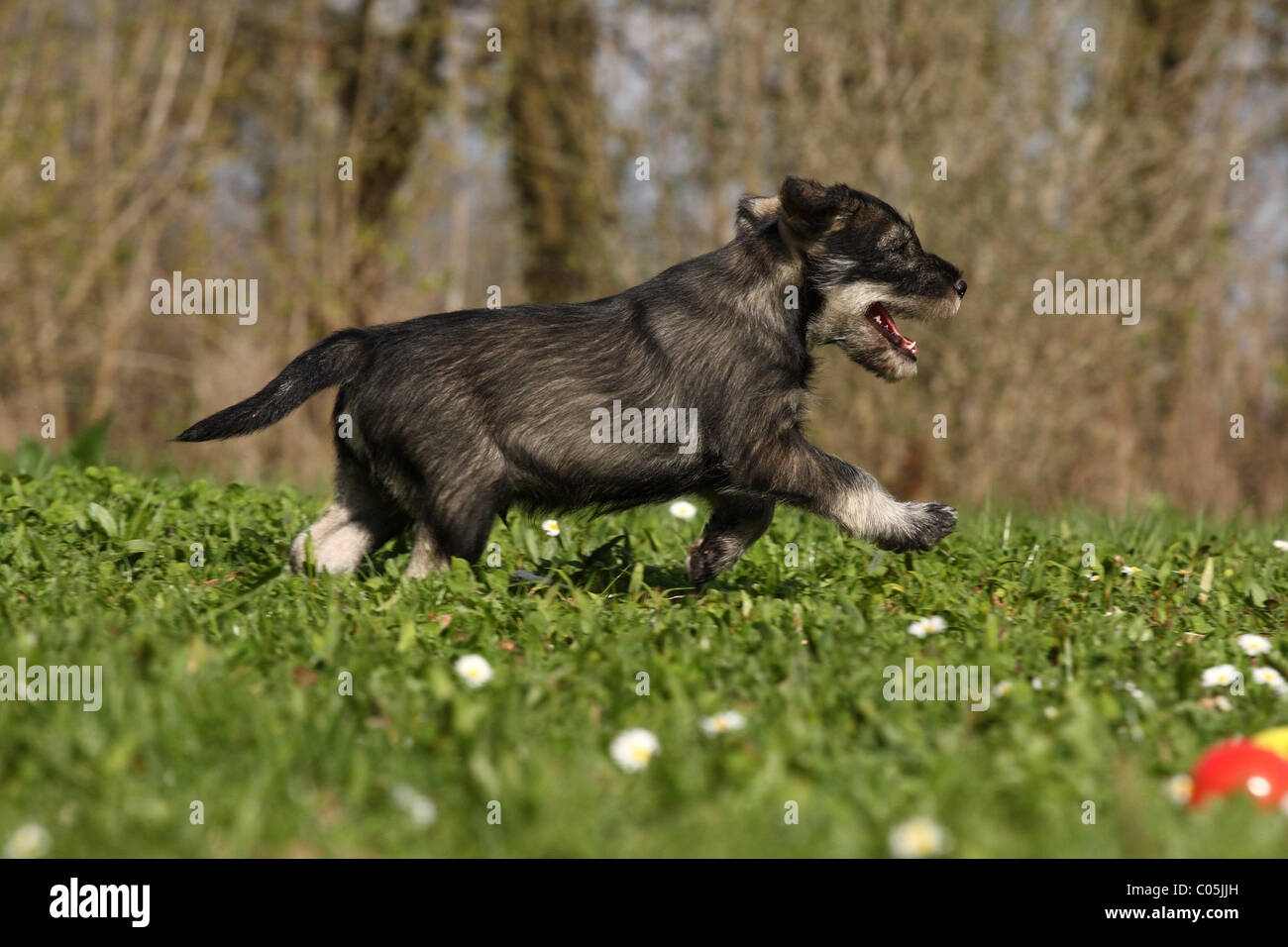 Side profile schnauzer hi-res stock photography and images - Alamy