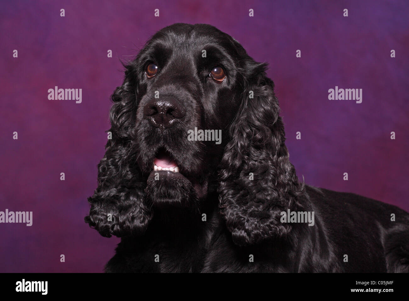 English Cocker Spaniel Portrait Stock Photo - Alamy