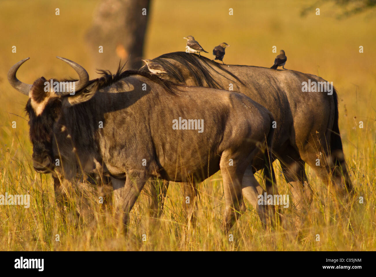Two wildebeest facing the left of the frame. There are 4 birds perched ...