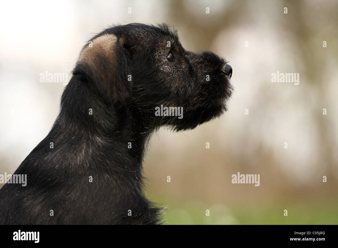 Side profile schnauzer hi-res stock photography and images - Alamy