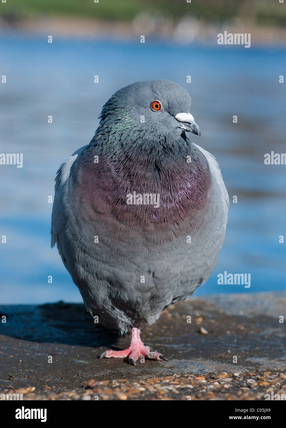 Pigeon resting on one leg Stock Photo - Alamy