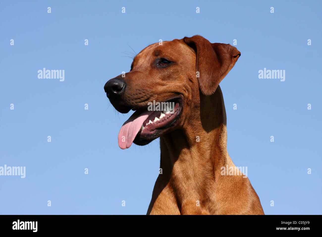Rhodesian Ridgeback Portrait Stock Photo - Alamy