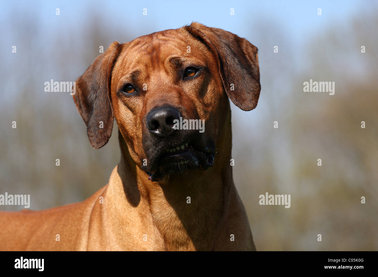 Rhodesian Ridgeback Portrait Stock Photo - Alamy