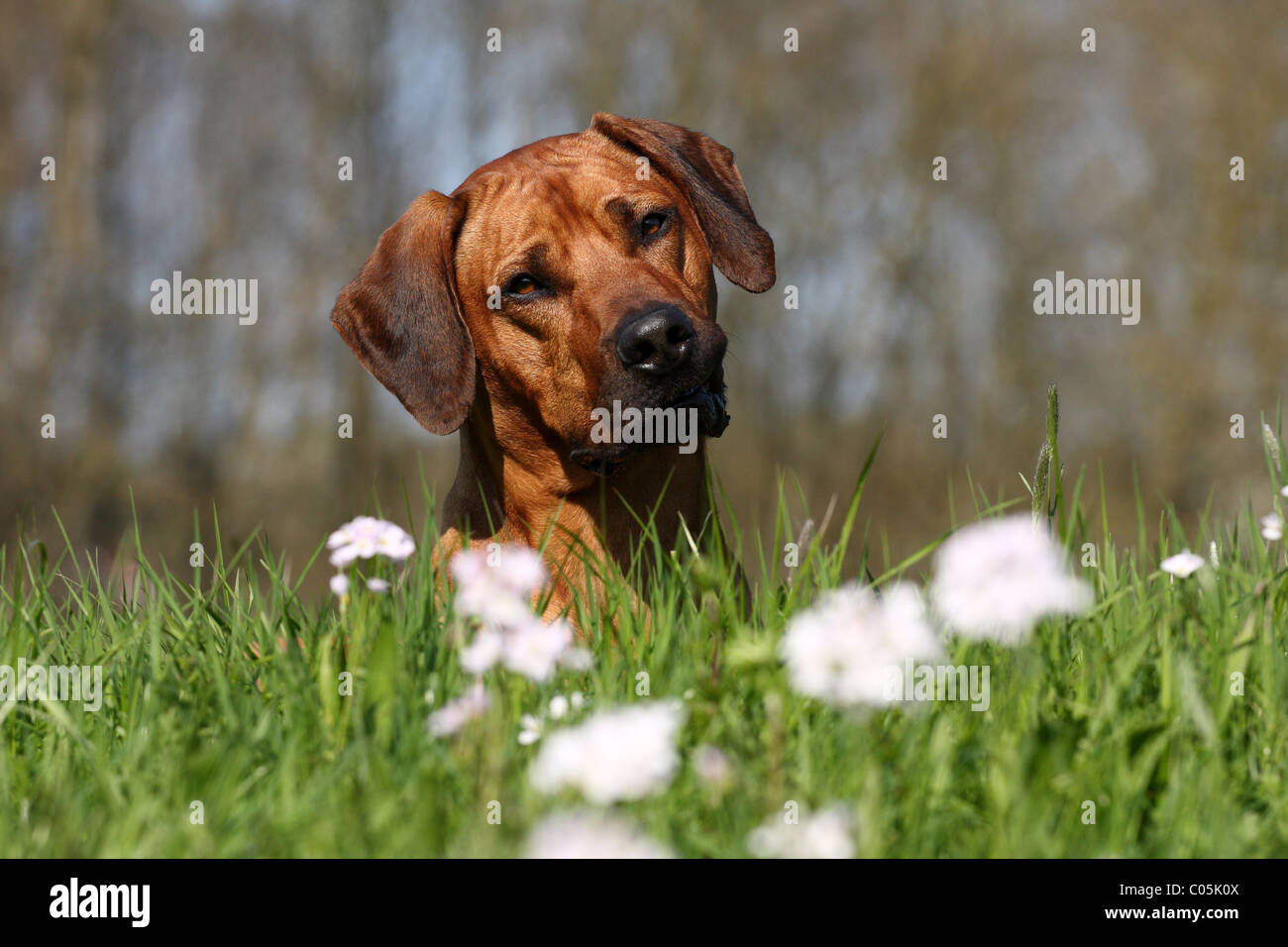 Rhodesian Ridgeback Portrait Stock Photo - Alamy