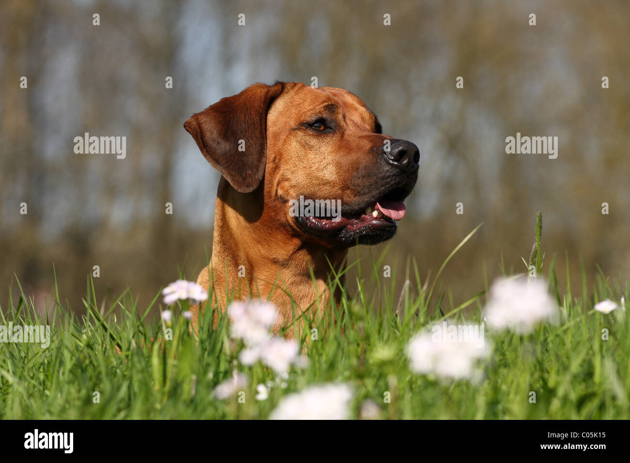 Rhodesian Ridgeback Portrait Stock Photo - Alamy