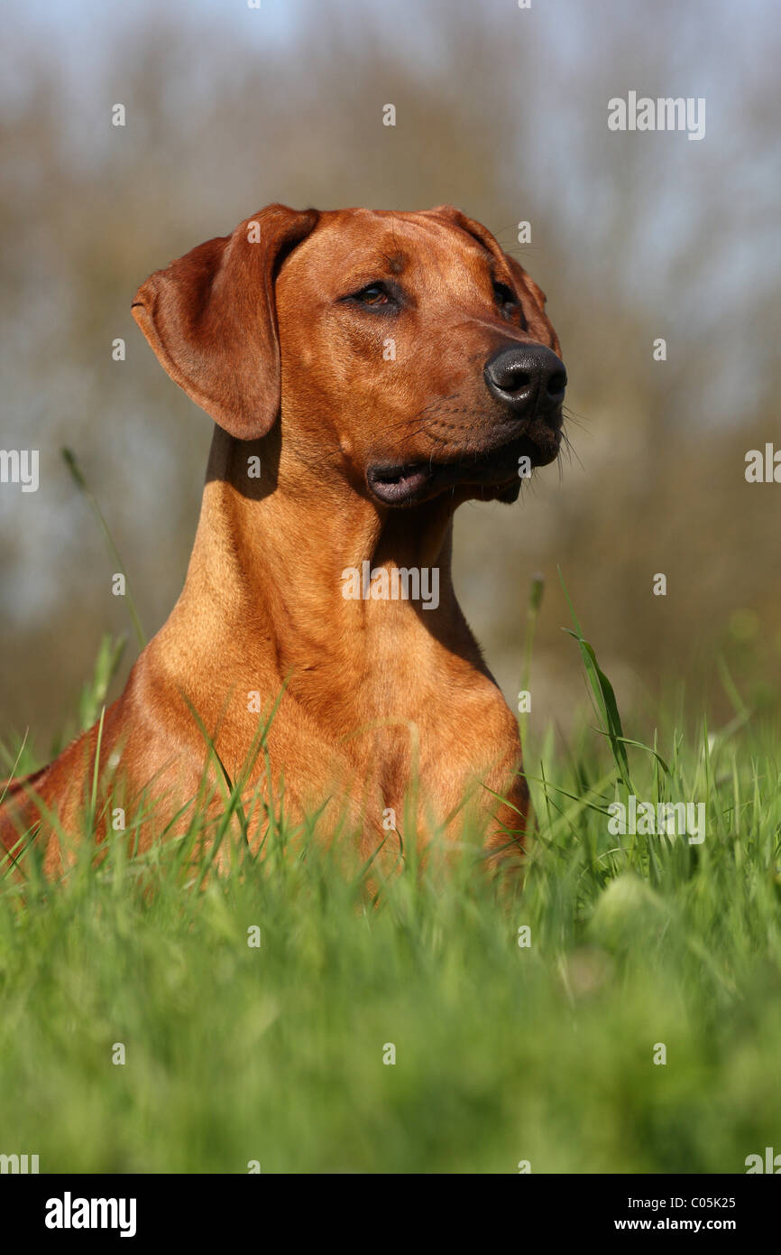 Rhodesian Ridgeback Portrait Stock Photo - Alamy