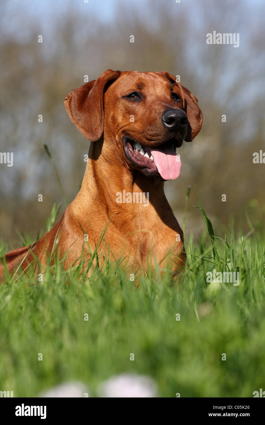 Rhodesian Ridgeback Portrait Stock Photo - Alamy