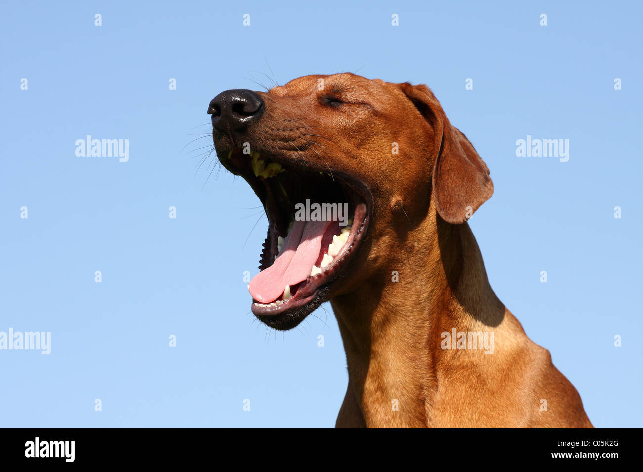 Rhodesian Ridgeback Portrait Stock Photo - Alamy