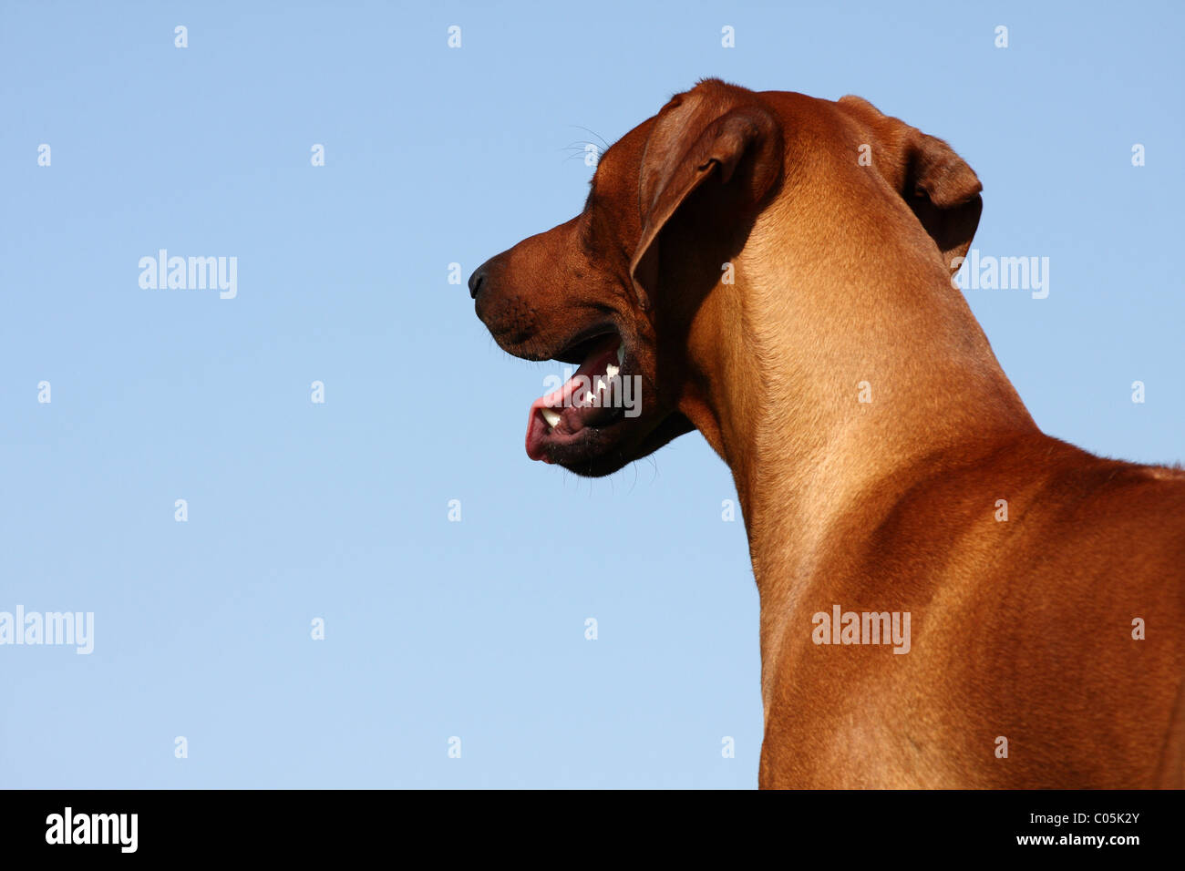 Rhodesian Ridgeback Portrait Stock Photo - Alamy