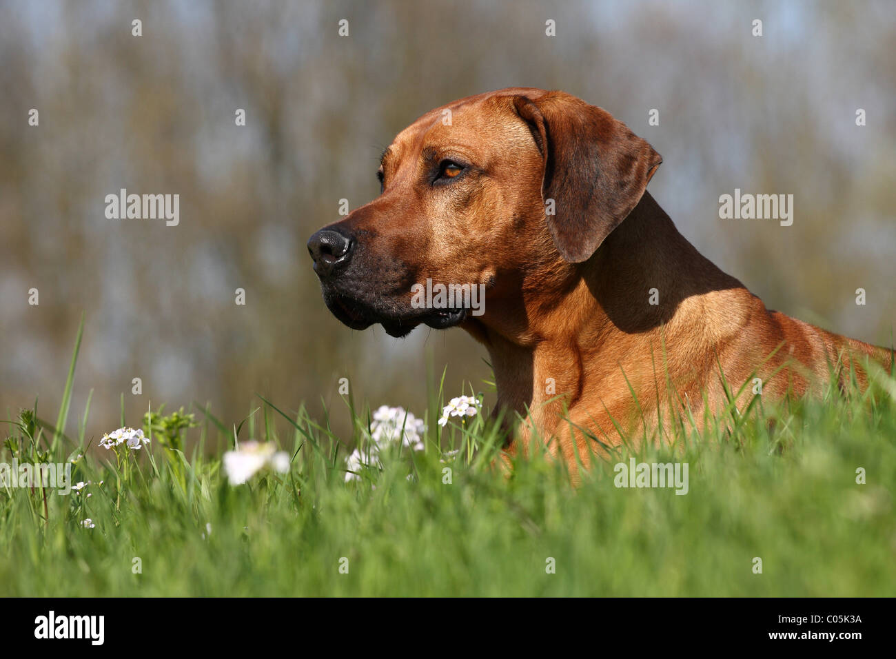 Rhodesian Ridgeback Portrait Stock Photo - Alamy