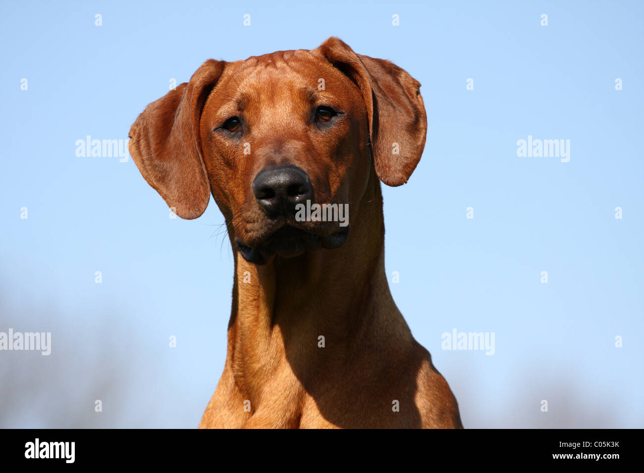 Rhodesian Ridgeback Portrait Stock Photo - Alamy