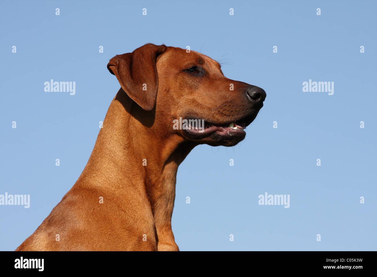 Rhodesian Ridgeback Portrait Stock Photo - Alamy